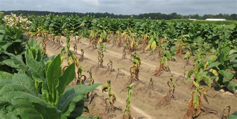 烟草种植中怎么预防病害的产生？有效措施有哪些？ 知乎