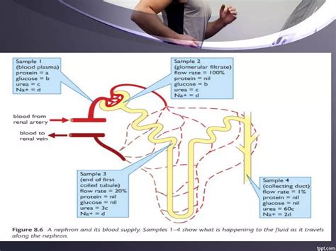 Edexcel Igcse Human Biology Chapter 08 Homeostasis And Excretion Pdf