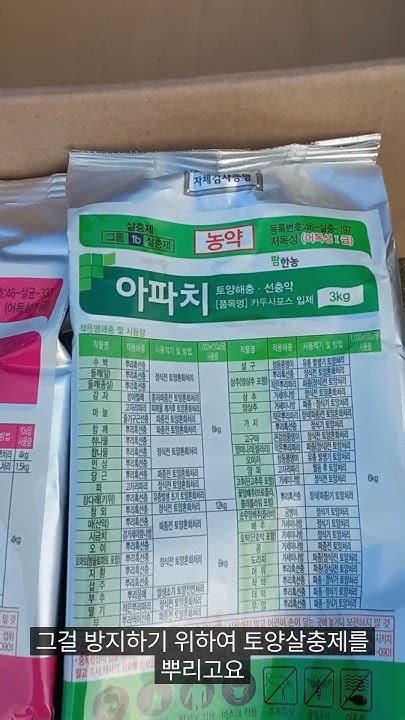 마늘밭 비료와 토양살균제살충제 뿌리기 Youtube
