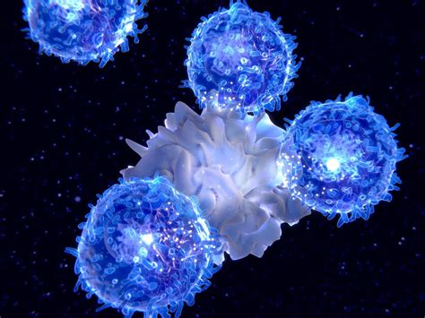 28 Facts About Memory B Cells