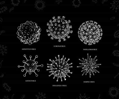 Virus Du Papillome Humain Illustrations Vectoriels Et Illustrations