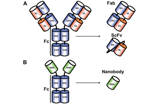 Schematic Representation Of A Conventional A A Camelid Heavy Chain Download Scientific