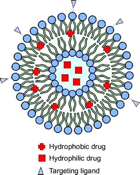 11 Typical Schematic Structure Of A Liposome Download Scientific Diagram