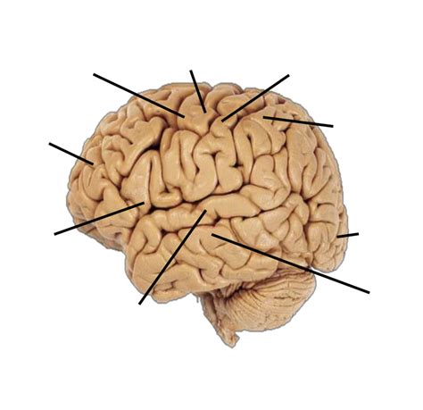 Diagram Of Cerebral Cortex Quizlet