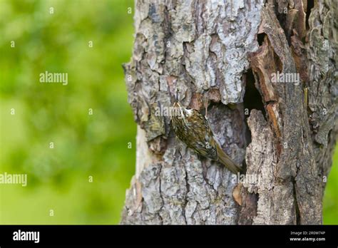 Common Treecreeper Certhia Familiaris Adult Perched Outside Nest Entrance In Trunk With Food In