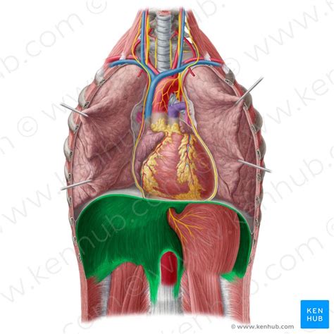 Diaphragm Diagram Body