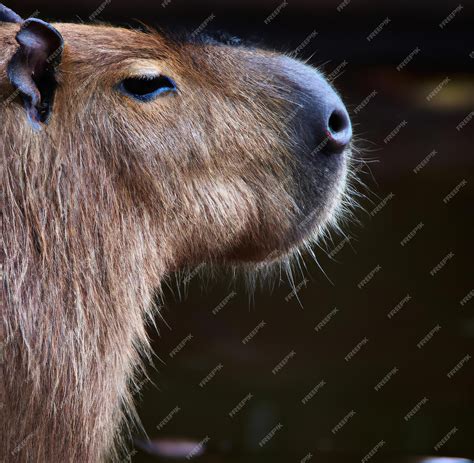 premium ai image close up of capybara over black background created