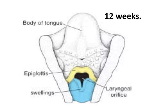 Embryology Liverpancreasspleen And Respiratory System Pdf