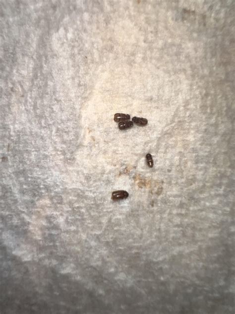 Random Bugs In My Kitchen Rpestcontrol