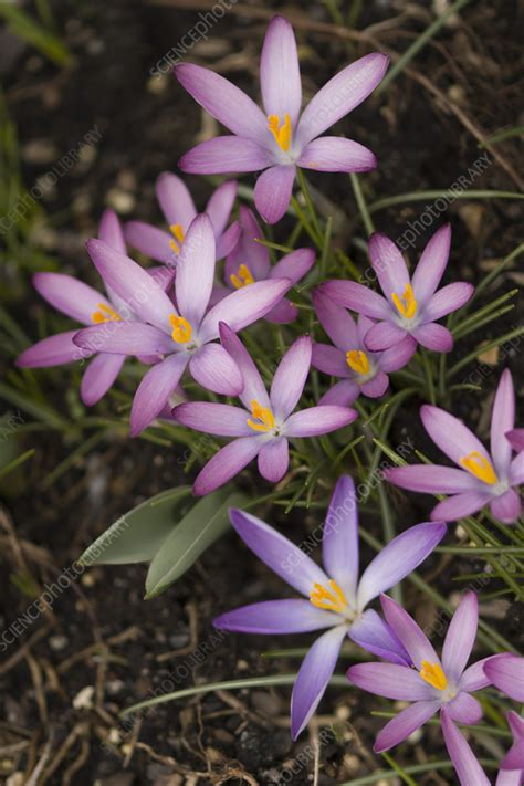 Crocus Crocus Tommasinianus Flowers Stock Image C058 0275 Science Photo Library