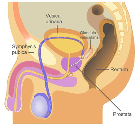 Fileposition Of The Human Prostatepng Wikimedia Commons