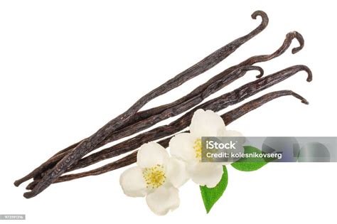 바닐라 꽃과 잎 흰색 배경에 고립으로 하고있다 최고의 볼 수 있습니다 평면 배치 갈색에 대한 스톡 사진 및 기타 이미지 갈색 건조한 꽃 나무 Istock