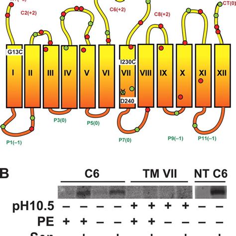 Pe And The Positive Inside Rule In The Left Panel A Cytoplasmic Domain