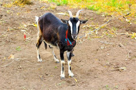 家养山羊在牧场上牧场上的黑山羊高清图片下载 正版图片504415077 摄图网