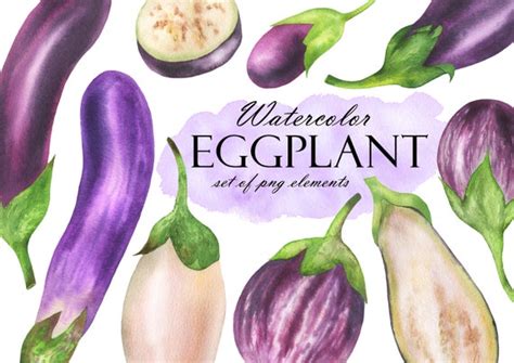 Watercolor Eggplant Clipart Eggplant Slices Clip Art Purple Etsy