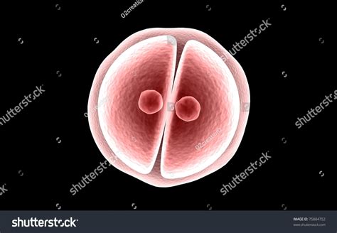 3d Zygote Cell Division Dark Background Stock Illustration 75884752