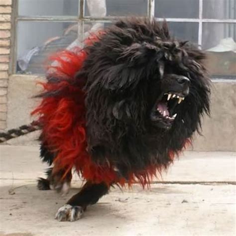 世界仅存的一只藏獒之王 鬼獒王 给面小站