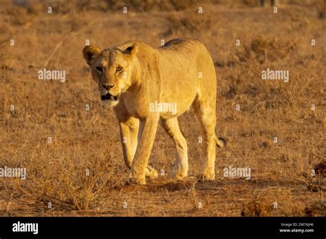 Tsavo Lion Banque De Photographies Et Dimages à Haute Résolution Alamy