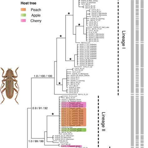 Bayesian Gene Tree Obtained In Mrbayes Based On The Complete Dataset