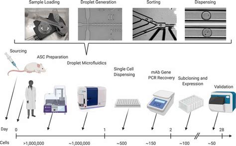Versatile And Rapid Microfluidics Assisted Antibody Discovery Pmc