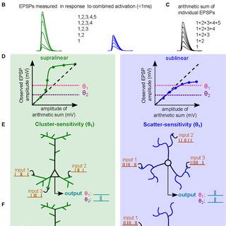 PDF Contribution Of Sublinear And Supralinear Dendritic Integration To Neuronal Computations