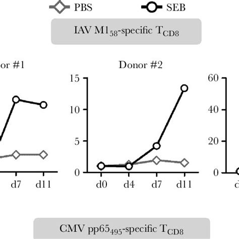 Staphylococcal Enterotoxin B Seb Stimulation Of Human Peripheral