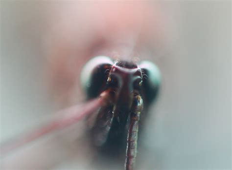 MacroPorn XXXL Small Things MacroPorn XXXL Small Things