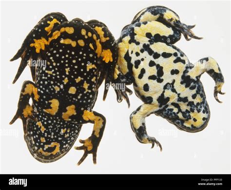 Underside Of Yellow Bellied Toad And European Fire Bellied Toad Stock