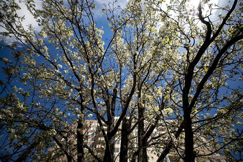 Whats Up With Those White Flowered Trees That Smell So Bad
