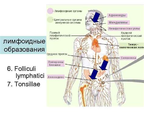 Лекция 17 Функциональная анатомия лимфатической системы Systema Lymphaticum