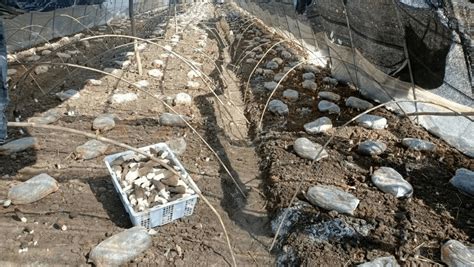 夫妇返乡喜获丰收每亩收益达5万 羊肚菌 左元方 种植