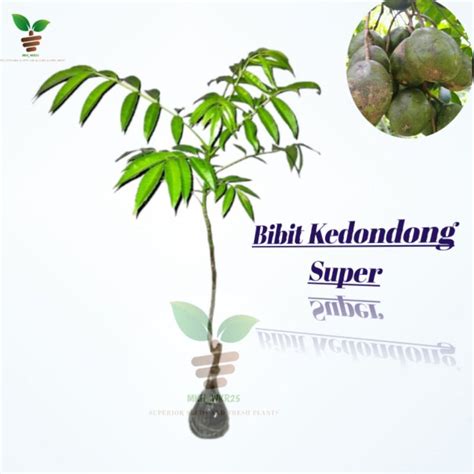 Jual Terbaru Bibit Kedondong Hasil Cangkokan Kedondong Super Pohon Dondong Harga Hancur Shopee