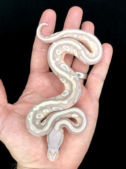 New Super Banana Mojave Poss Pastel Ball Python By The Florida Reptile