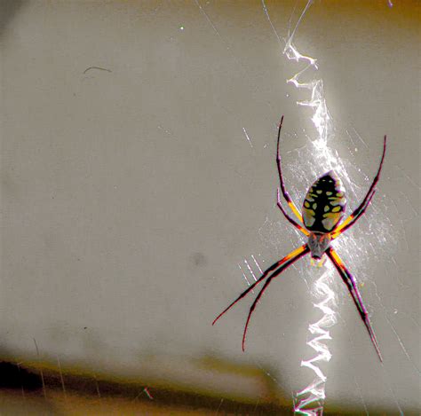 Spider Jack On Behance