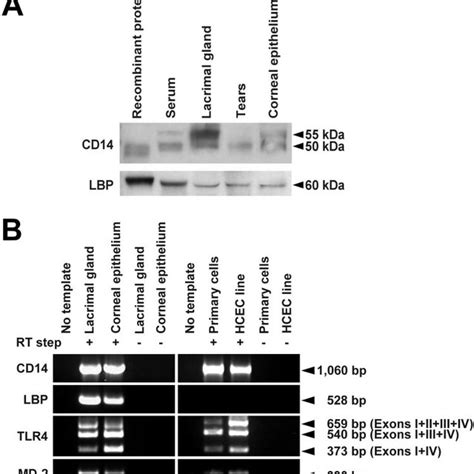 The Lps Receptor Complex Cd14 Lbp Tlr4 And Md 2 Are Expressed By