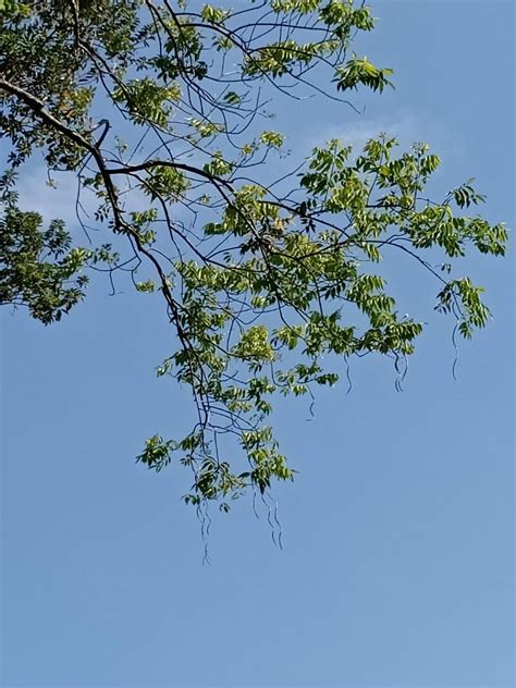 Lepat Liat Bunga Chicha