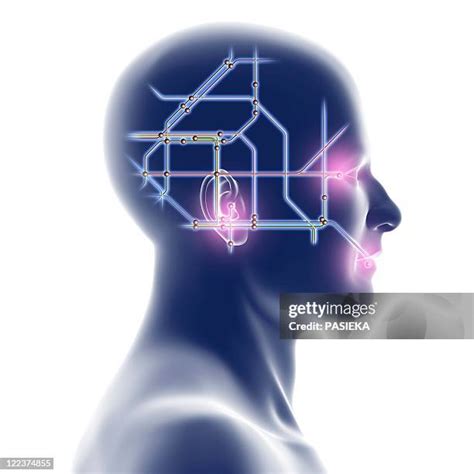 Neurological Pathways Photos And Premium High Res Pictures Getty Images