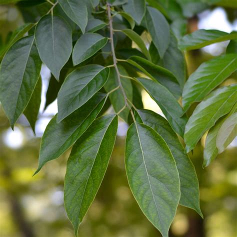 American Persimmon Possumwood Diospyros Virginiana Mygardenlife