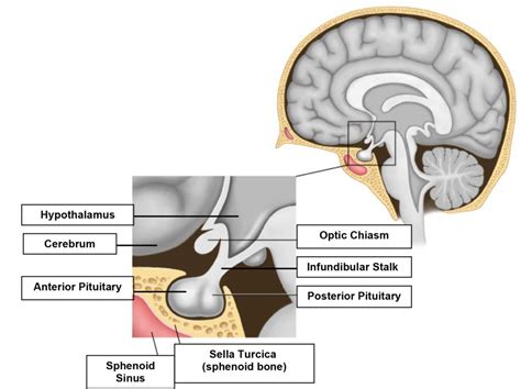 Anatomy Of The Hypothalamus