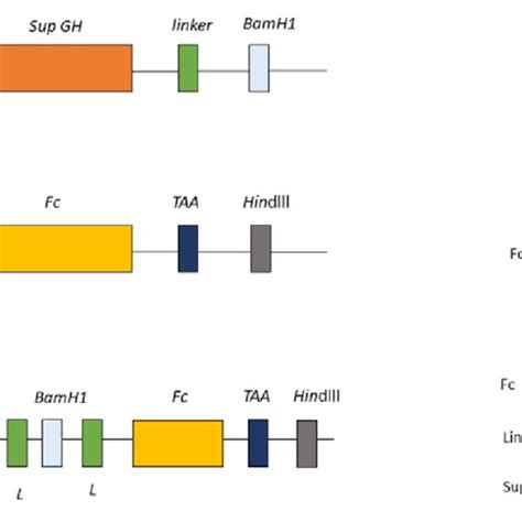 Schematic Diagram Of The Expression Vector And Recombinant Proteins