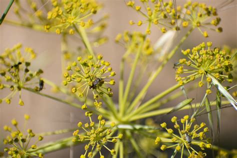 trivial plant bug from athens greece on april 20 2023 at 09 49 am by