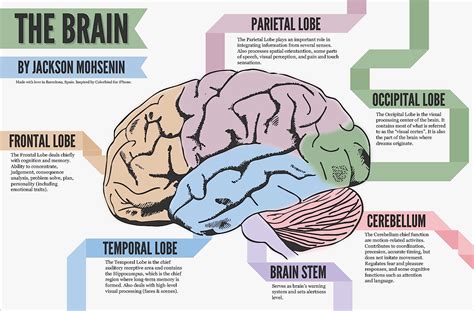 Image Result For Parts Of The Brain And Their Functions Chart Brain