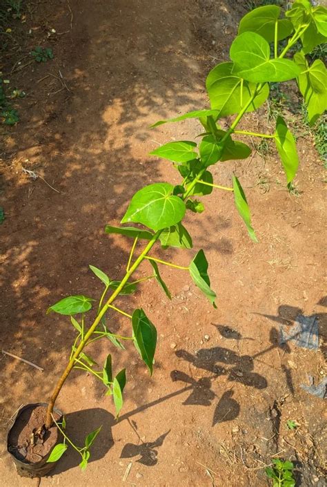 Green Natural Bhendi Treeindian Tulip Treethespesia Populnea For