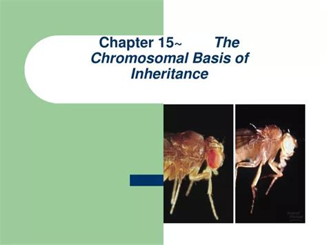 Ppt Chapter 15~ The Chromosomal Basis Of Inheritance Powerpoint