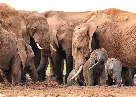 Atomic Commit And Atomic Visibility For Postgresql Explained Highgo Software Inc