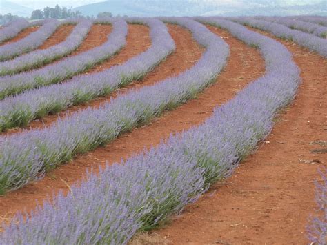 Discover The Lavender Wonderland At Bridestowe Lavender Estate