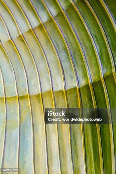 가네샤 동상과 야자수 잎 장식이있는 녹색 문 시티 팰리스 자이푸르 라자스탄 인도 아시아 0명에 대한 스톡 사진 및 기타 이미지 Istock