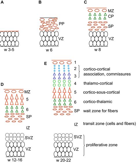 Development And Dysgenesis Of The Cerebral Cortex Malformations Of Cortical Development
