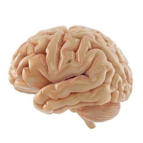 Anatomical Model Of A Human Brain Displayed On Isolated Background Stock Illustration