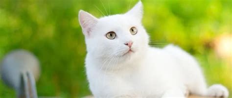 Efficientnet实战：tensorflow20以上版本，使用efficientnet实现图像分类任务 知乎